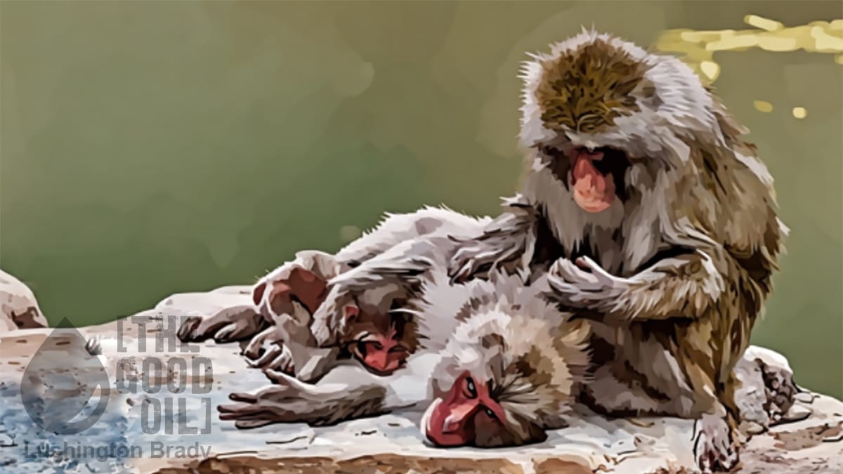 What to Do With Tasmania’s Poxy, Inbred Monkeys?