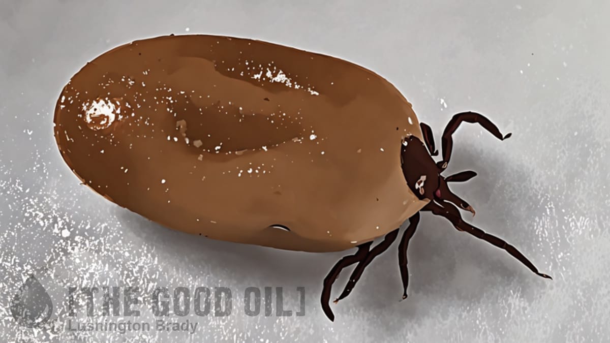 Harder to Dislodge than a Bush Tick