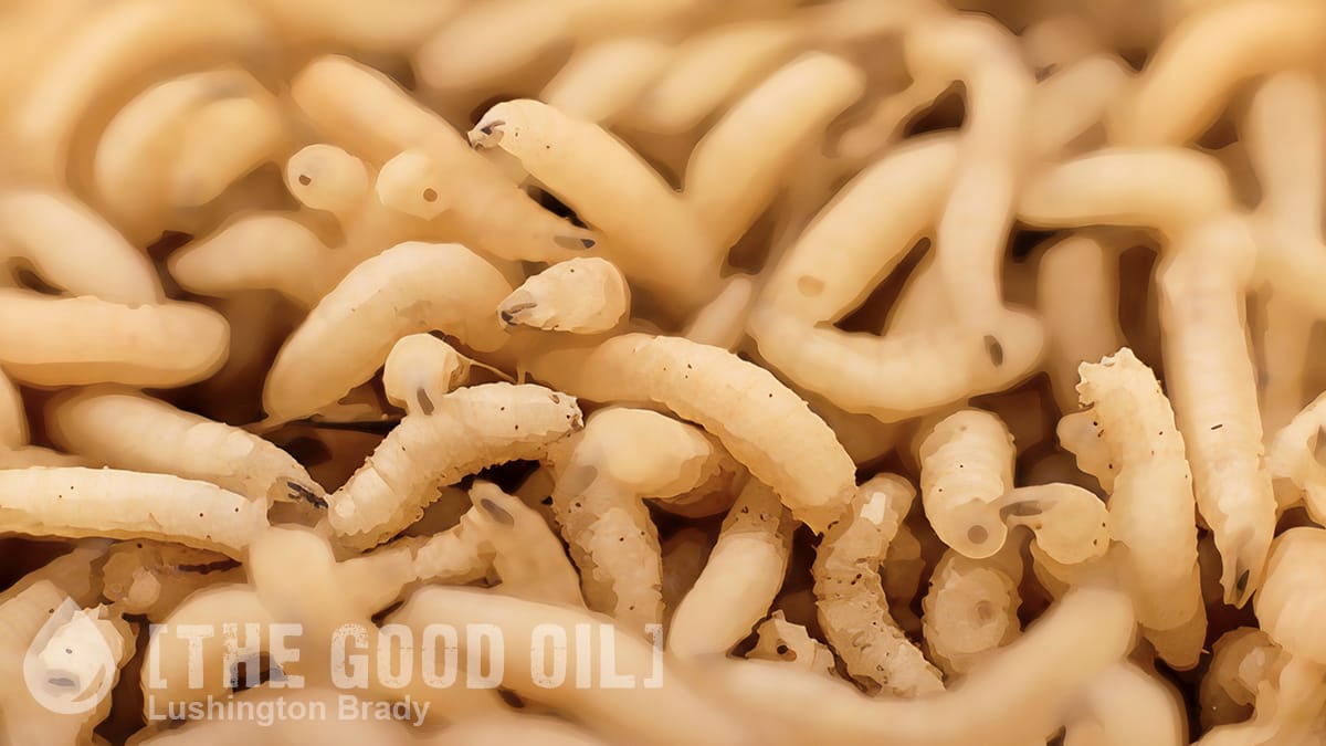 Ew, It’s Raining Maggots!