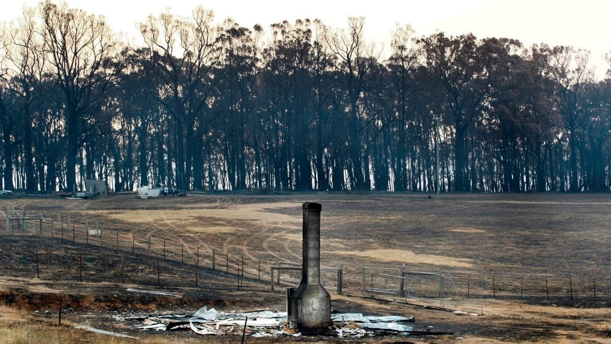 The BFD | The BFD Video: Eucalypts ‘Are Incinerators From HELL Dressed ...