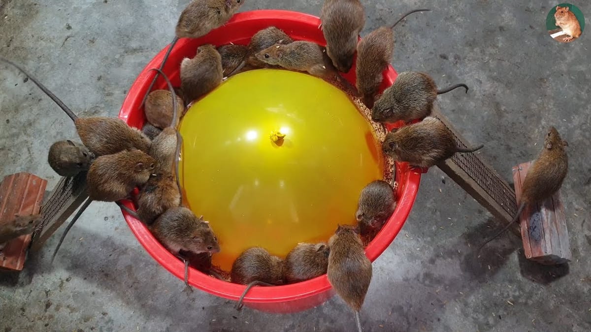 The BFD | How to Trap Mice with Balloons