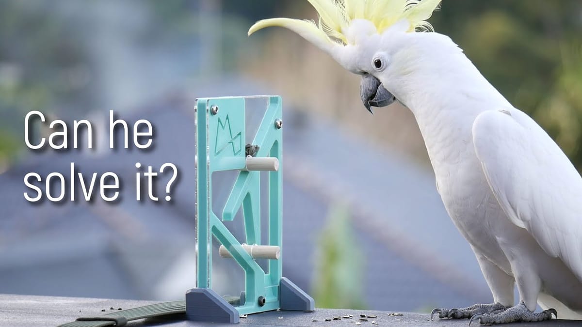 The BFD | The BFD Video: Can Wild Parrots Solve Puzzles?