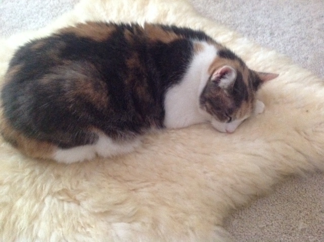 The BFD | The World’s first Bilingual Cat