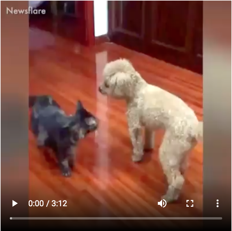 The BFD | Cat & Dogs