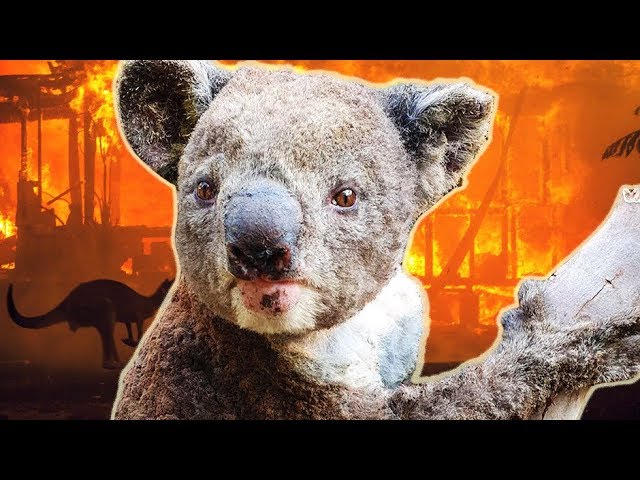 The BFD | The BFD Video: The Truth About the Australian Bushfires