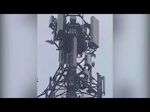 The BFD | The BFD Video: A Flock of Angry Birds Attack a 5G Tower