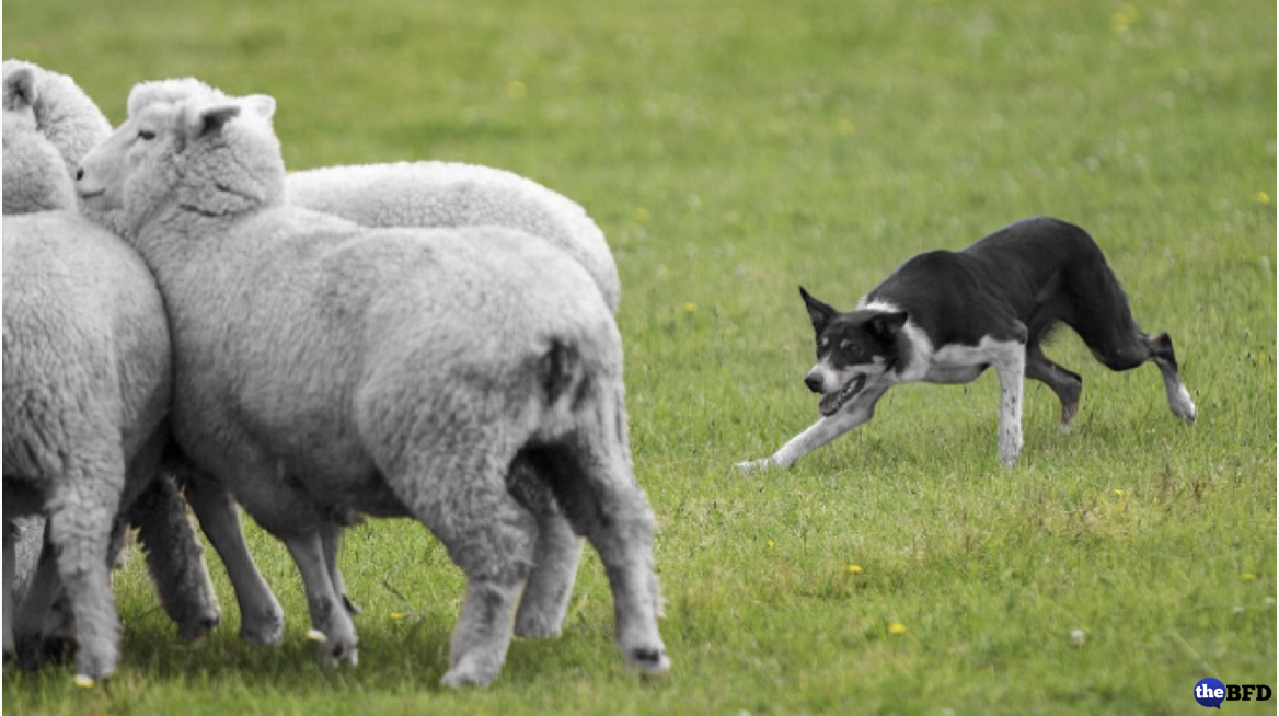 The BFD | Who Are We?