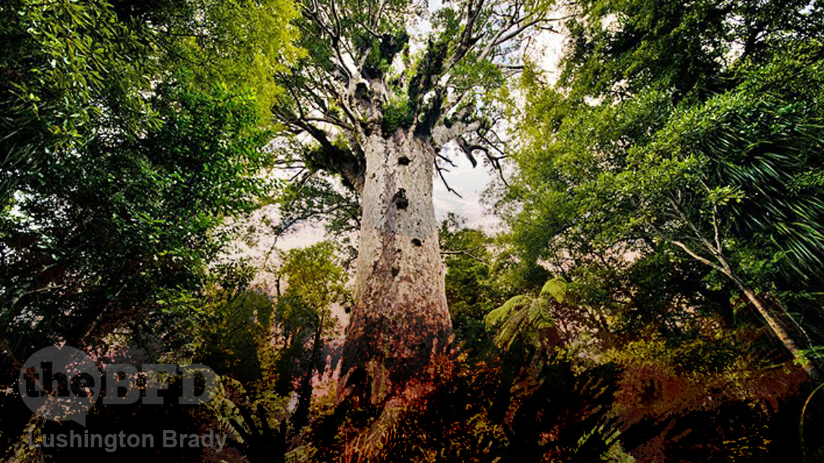 The BFD | New Zealand Trees and Magnetic Fields