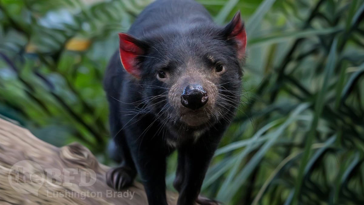 The BFD | Welcome to the Australian Devil?