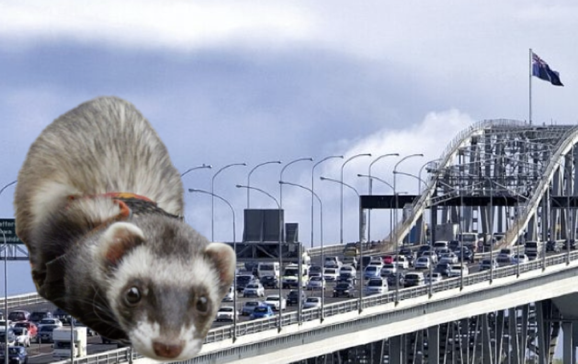 The BFD | Robertson Reverse Ferrets the Bike Bridgefacebooktwitterlinkedin