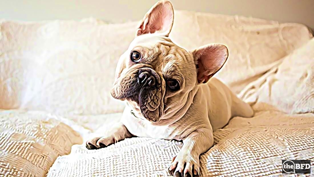 The BFD | Rudd Better Buy Himself a Dog