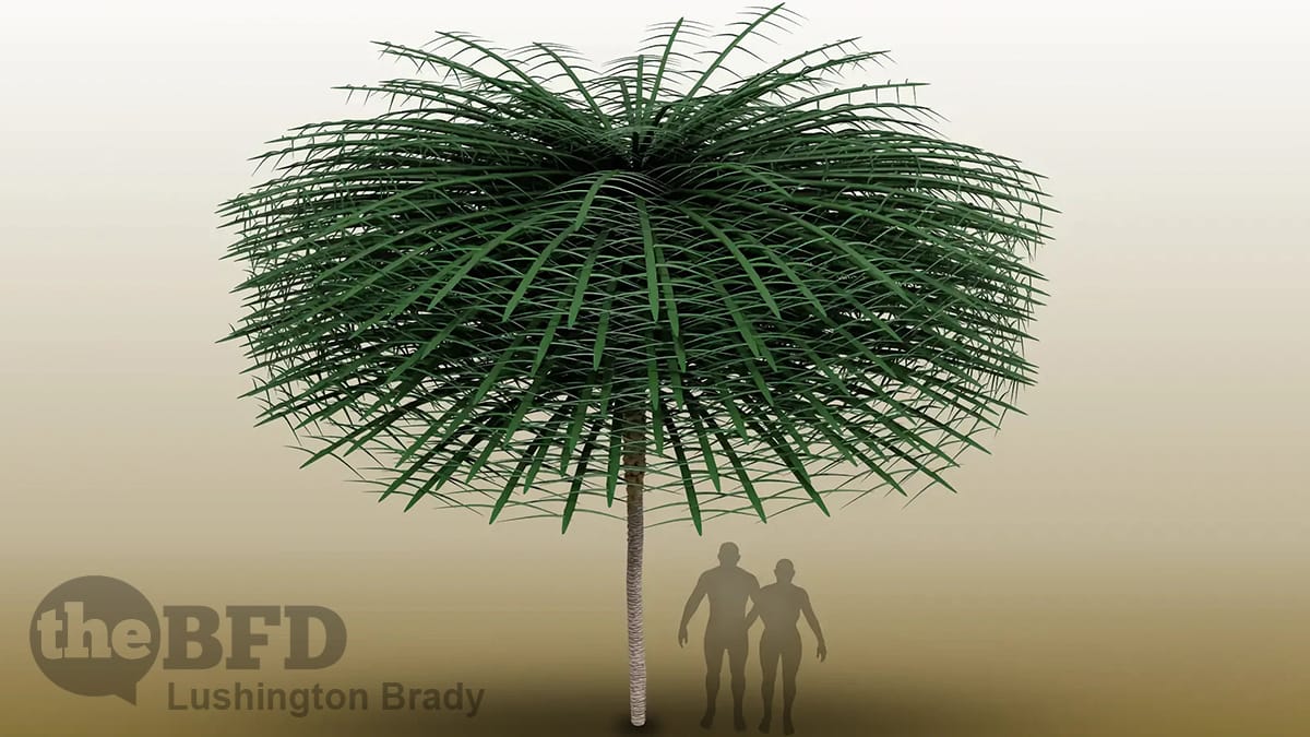 The BFD | Ancient ‘Dr Seuss’ Tree Unearthed